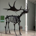 Giant Irish Elk, National Museum of Scotland - Curious Edinburgh